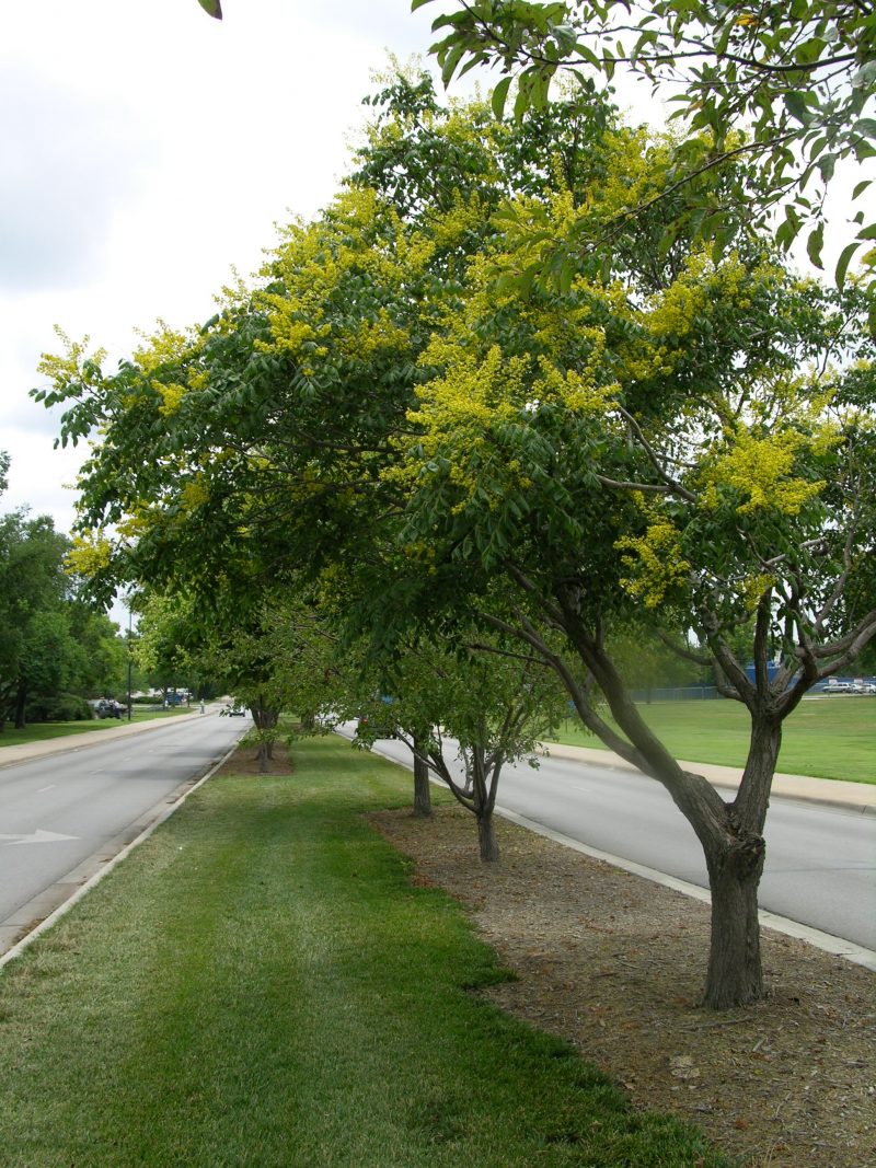 10 Perfect Trees for Your Curb ~ Bless My Weeds
