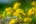 Stepable Plants: Groundcover Ideas- Blessmyweeds.com