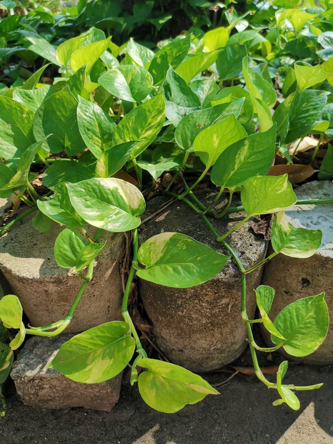 Stepable Plants: Groundcover Ideas- Blessmyweeds.com