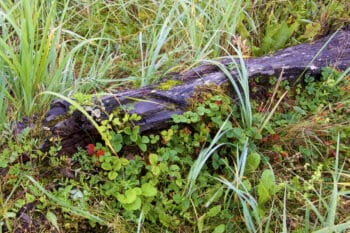 Stepable Plants: Groundcover Ideas- Blessmyweeds.com