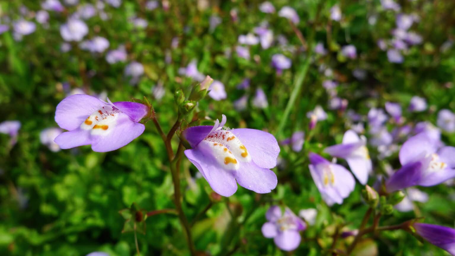 Stepable Plants: Groundcover Ideas- Blessmyweeds.com