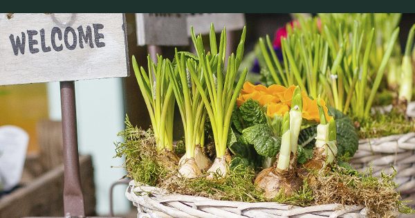 10 Spring Garden Chores to Prep Your Yard ~ Bless My Weeds