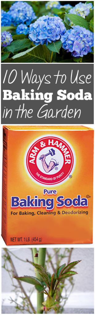 10 Ways to Use Baking Soda in the Garden ~ Bless My Weeds 10 Ways to Use Baking Soda in the Garden ~ Bless My Weeds