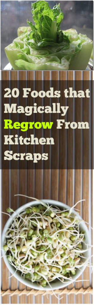 20 Foods that Regrow Itself from Kitchen Scraps ~ Bless My Weeds