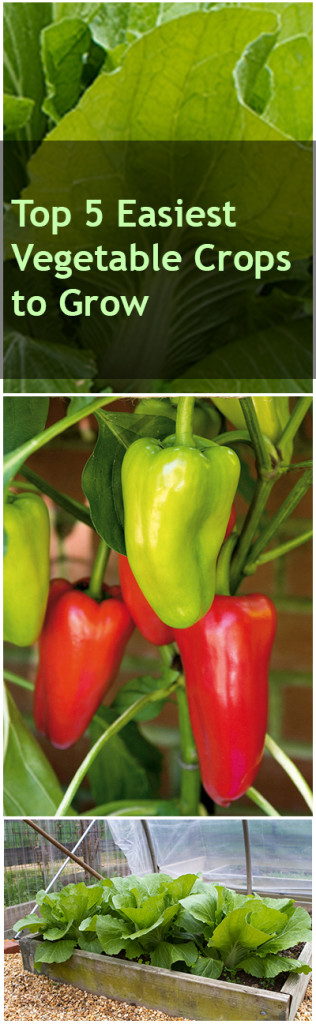 Top 5 Vegetable Crops for Beginners ~ Bless My Weeds