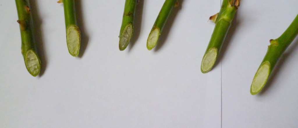 5 Tricks to Make Your Roses Bloom ~ Bless My Weeds