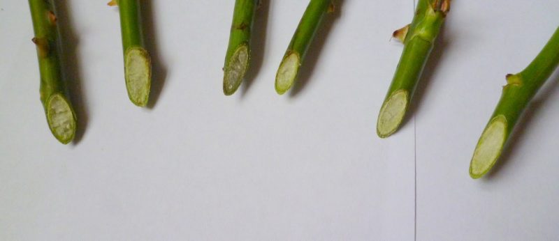 5 Tricks to Make Your Roses Bloom ~ Bless My Weeds