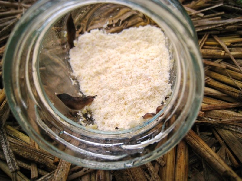 10 Natural Ways to Control Slugs ~ Bless My Weeds 10 Natural Ways to Control Slugs ~ Bless My Weeds