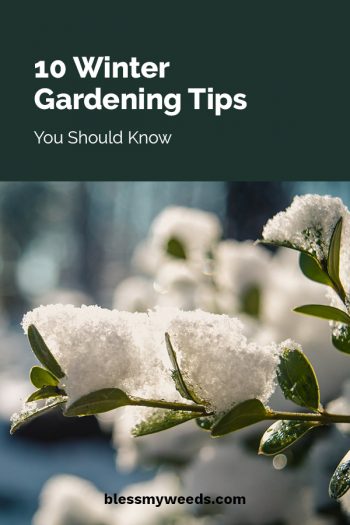 10 Winter Gardening Tips You Should Know ~ Bless My Weeds