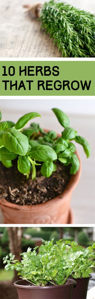 10 Herbs That Regrow ~ Bless My Weeds
