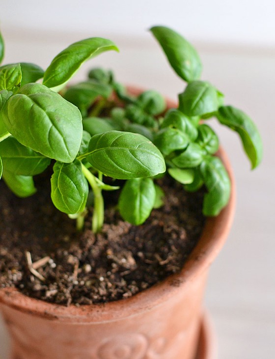 10 Herbs That Regrow ~ Bless My Weeds