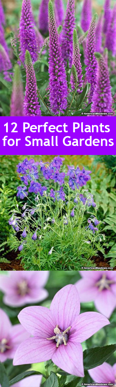12 Perfect Plants for Small Gardens ~ Bless My Weeds
