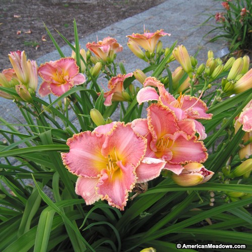 12 Perfect Plants for Small Gardens ~ Bless My Weeds