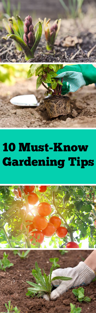 10 Must-Know Gardening Tips ~ Bless My Weeds