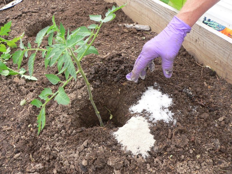 Epsom Salt: 10 Uses for It (In Your Garden) ~ Bless My Weeds