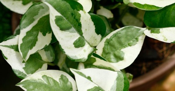 Plants That Grow Without Sunlight: 15- Bless My Weeds