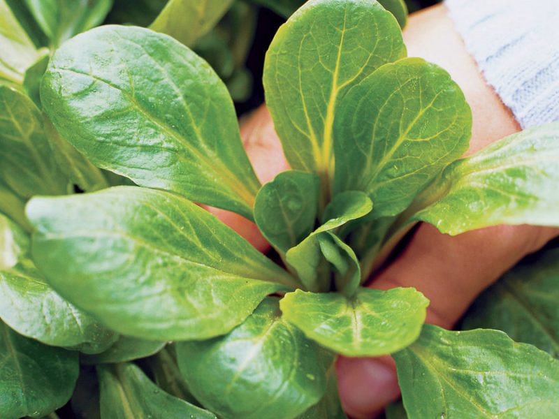 18 Fast Growing Spring Vegetables ~ Bless My Weeds