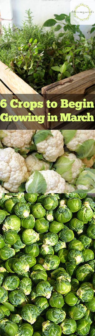 6 Crops to Begin Growing in March ~ Bless My Weeds