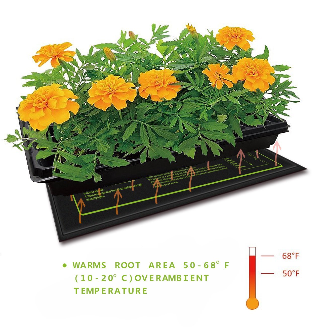 Time to Get Rooted {7 Things You Need to Know About Your Plants' Roots ...