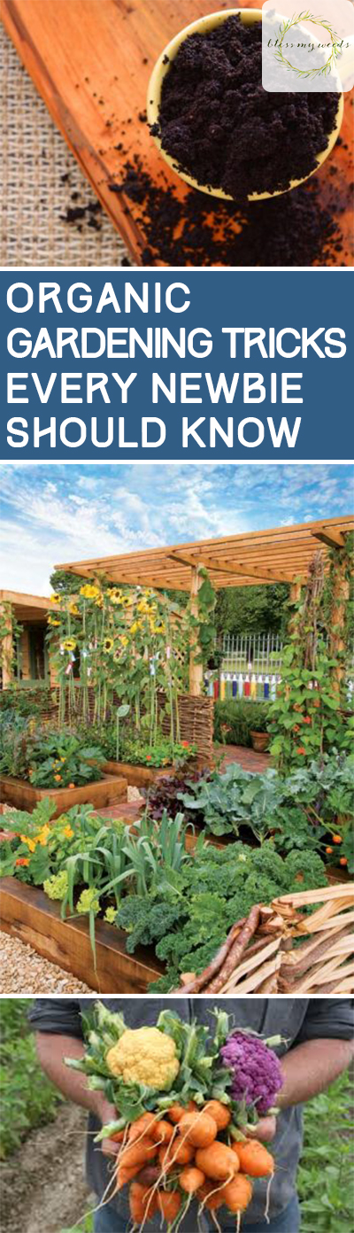 Organic Gardening Tricks Every Newbie Should Know ~ Bless My Weeds