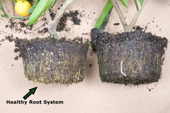 Time to Get Rooted {7 Things You Need to Know About Your Plants' Roots ...