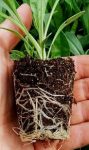 Time to Get Rooted {7 Things You Need to Know About Your Plants' Roots ...