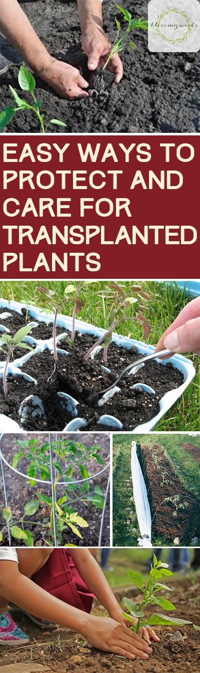 Easy Ways to Protect and Care for Transplanted Plants ~ Bless My Weeds