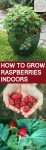How to Grow Raspberries Indoors ~ Bless My Weeds