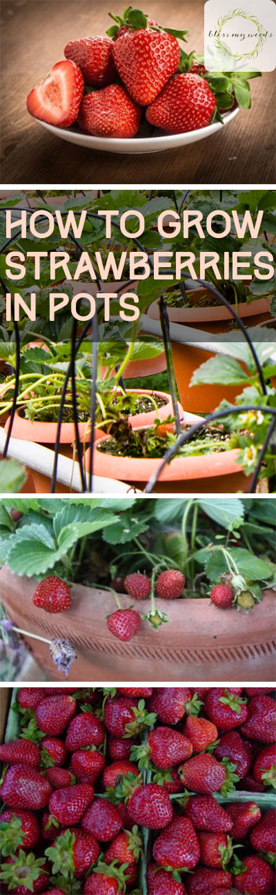 How to Grow Strawberries in Pots ~ Bless My Weeds