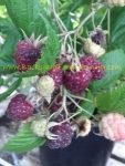 How to Grow Raspberries Indoors ~ Bless My Weeds