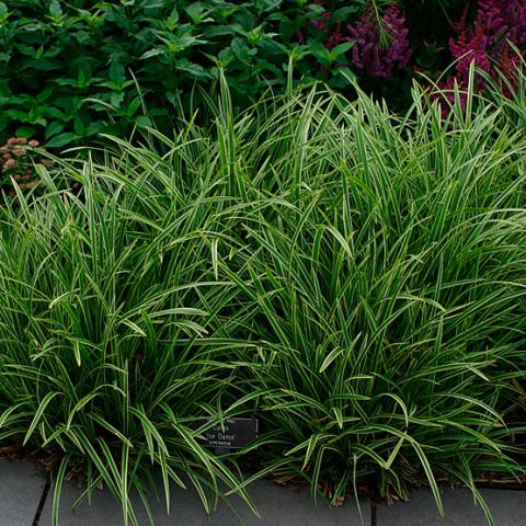 Every Gardener Needs Carex - Find A Variety That Works for You ~ Bless ...