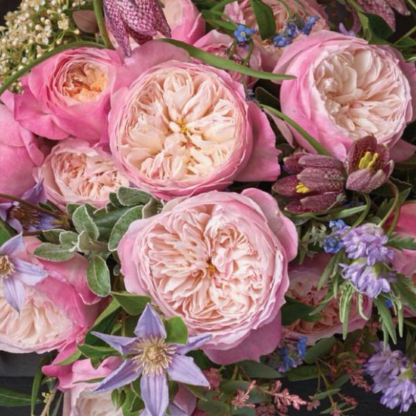 Grow English Roses: Here's How! ~ Bless My Weeds