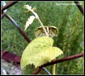 How to Grow a Grape Vine ~ Bless My Weeds