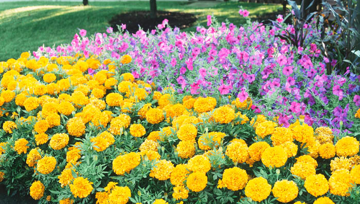 Tips for Designing With Color in Your Garden ~ Bless My Weeds