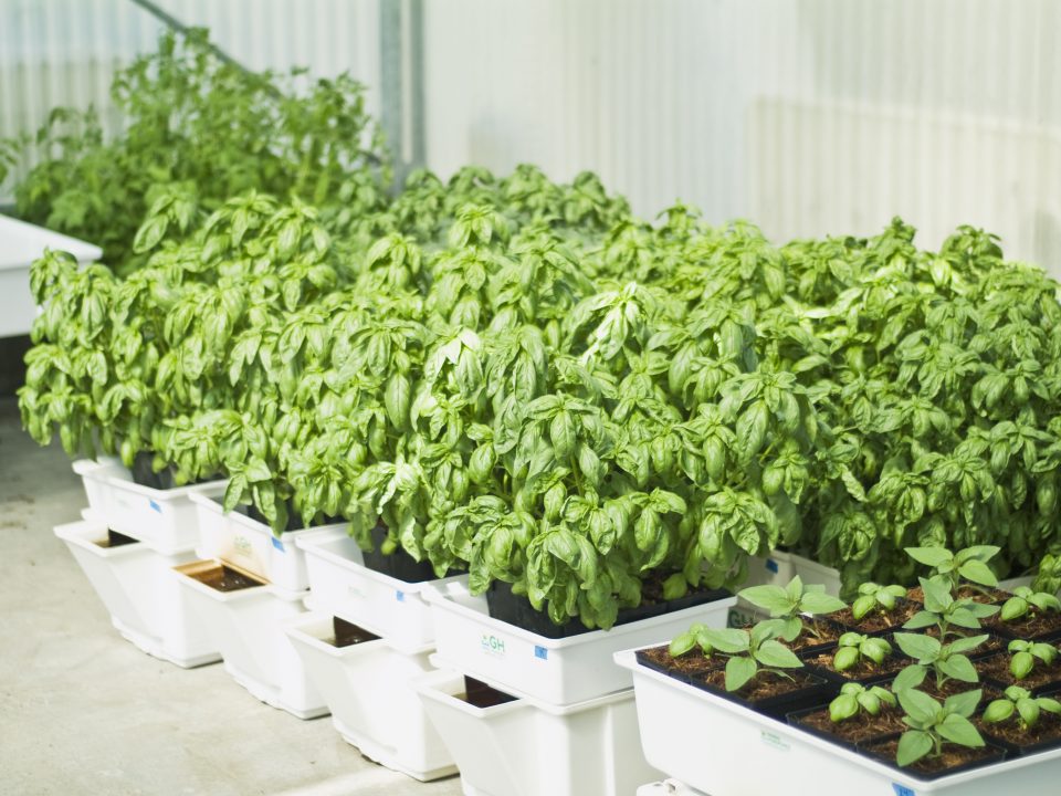 8 Tips for a Continuously Productive Vegetable Garden ~ Bless My Weeds