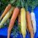 How to Grow the Best Root Veggies ~ Bless My Weeds