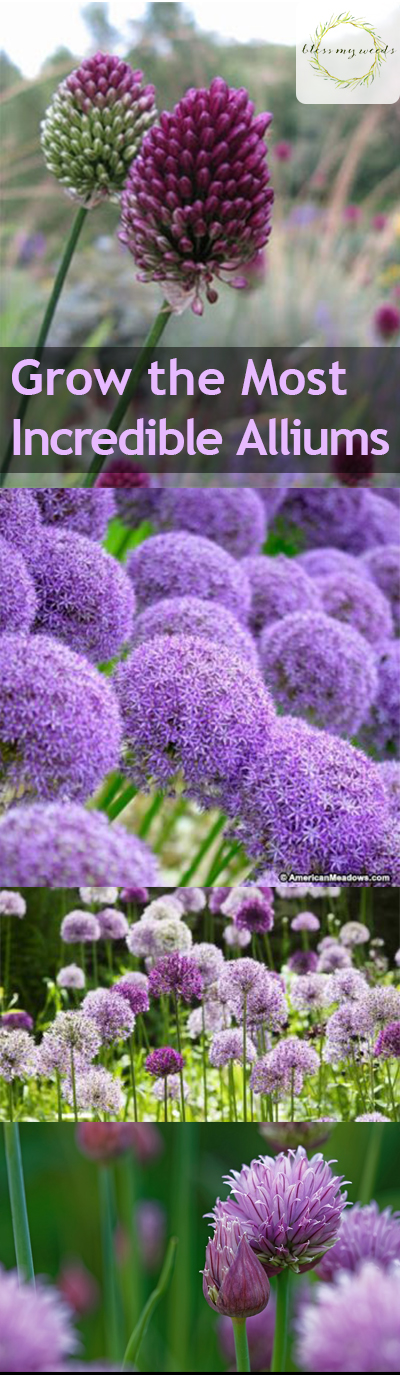 Grow the Most Incredible Alliums ~ Bless My Weeds