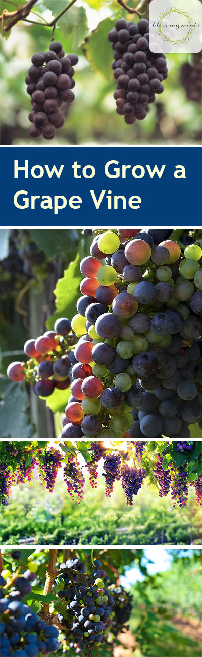 How to Grow a Grape Vine ~ Bless My Weeds