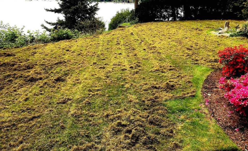 How to Care for Your Lawn in the Fall for Maximum Spring Growth ~ Bless ...