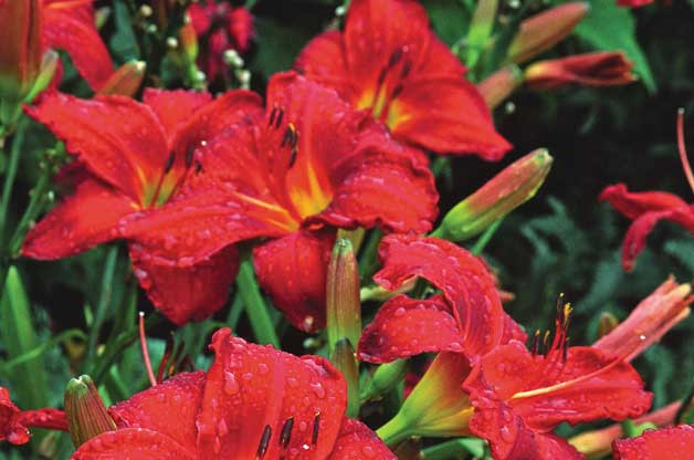 12 Plants That Will Bring the Hummingbirds to Your Garden ~ Bless My Weeds