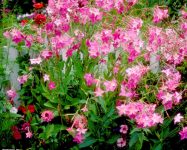 12 Plants That Will Bring the Hummingbirds to Your Garden ~ Bless My Weeds
