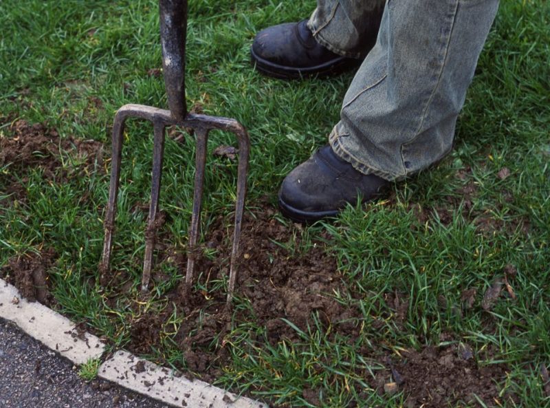 Repair Your Lawn With These Tips and Tricks ~ Bless My Weeds