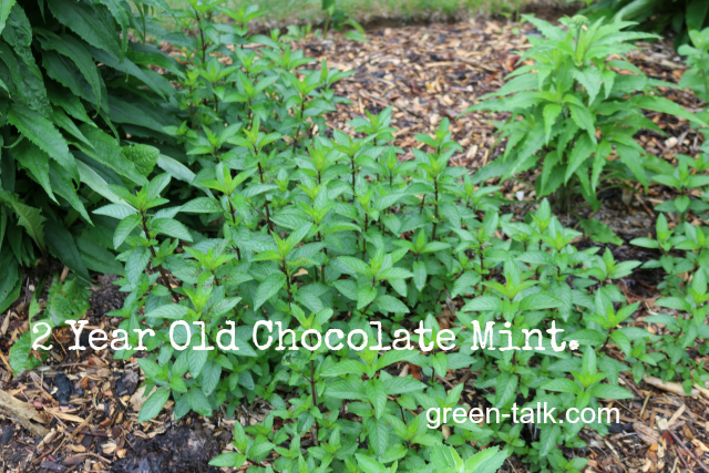 Here's Why You Should Be Growing Mint! ~ Bless My Weeds