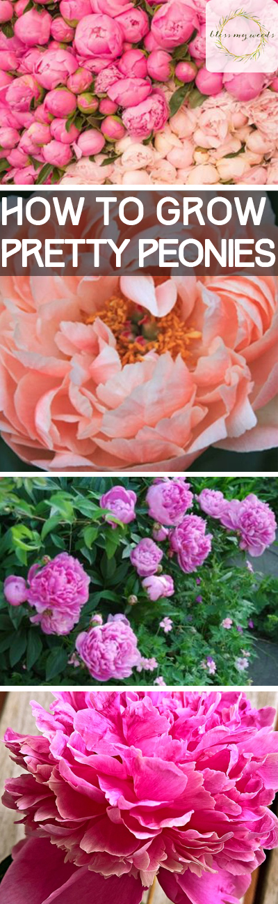 How to Grow Pretty Peonies ~ Bless My Weeds
