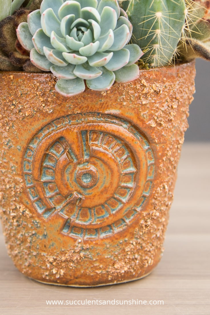 Propagate Succulents in 4 Super Simple Steps ~ Bless My Weeds