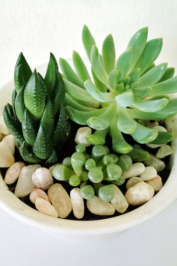Potting Succulents:Garden, Succulents-blessmyweeds.com