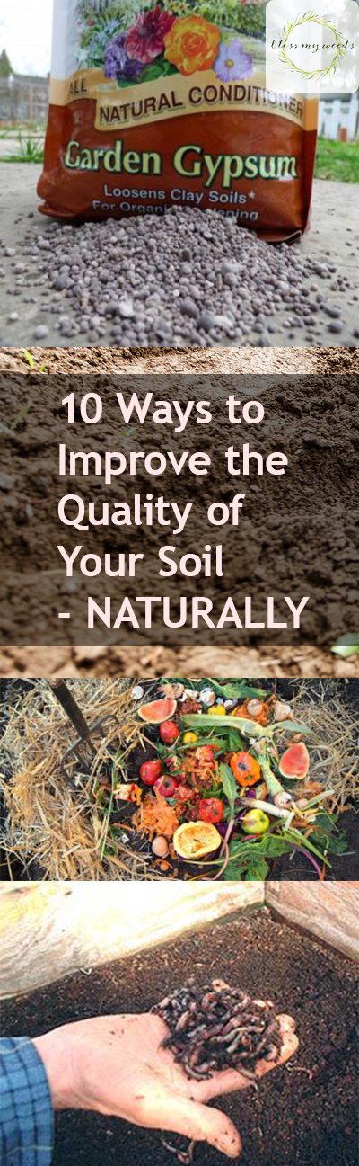 10 Ways to Improve the Quality of Your Soil--NATURALLY ~ Bless My Weeds