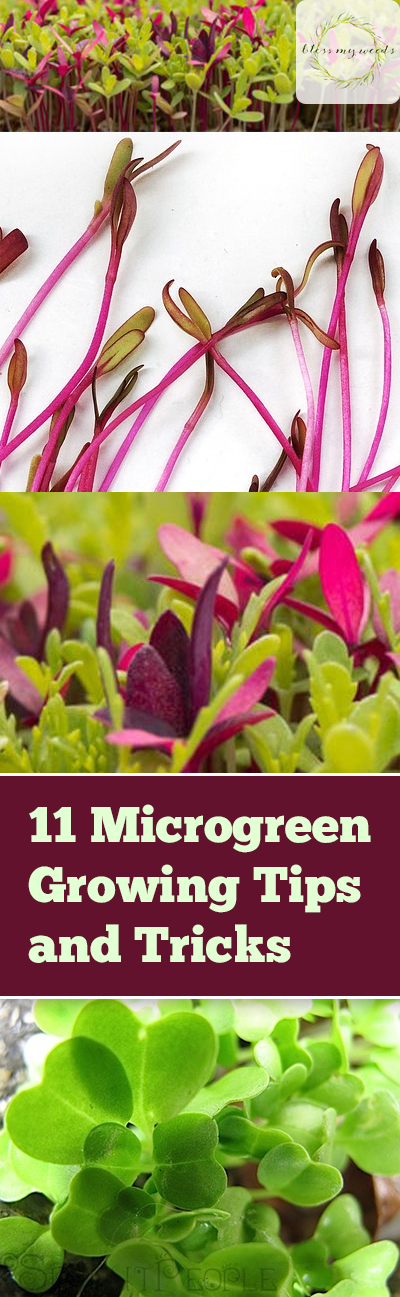 11 Microgreen Growing Tips and Tricks ~ Bless My Weeds