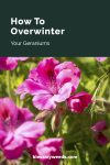 How to Over-Winter Your Geraniums ~ Bless My Weeds