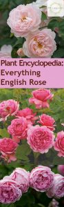 Plant Encyclopedia: Everything English Rose ~ Bless My Weeds